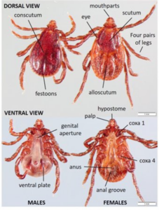 Types of Ticks - TickBoss