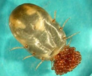 Types of Ticks - TickBoss