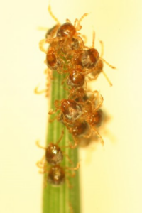 Types of Ticks - TickBoss