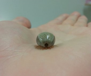 Types of Ticks - TickBoss