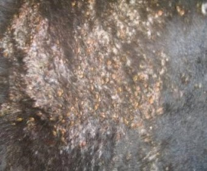 About Ticks - In Cattle - TickBoss
