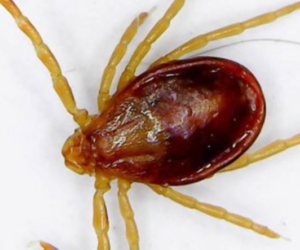 Types of Ticks - TickBoss