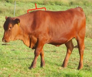 Manage Ticks in Cattle - TickBoss