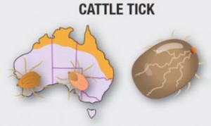 Tick Fever in Cattle - TickBoss