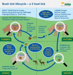 About Ticks - In Cattle - TickBoss