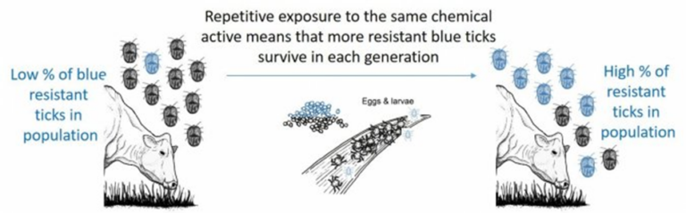 Acaricide Resistance for Ticks in Cattle - TickBoss