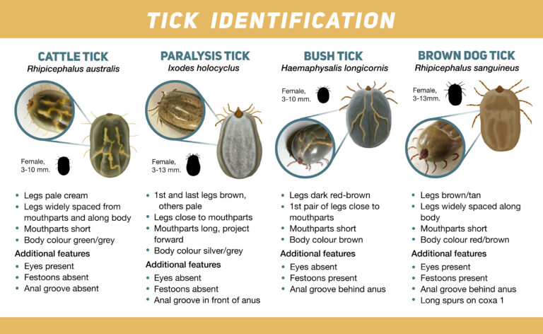 Types of Ticks - TickBoss